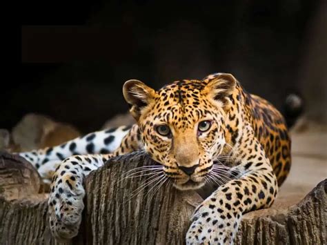 Indochinese Leopard Species Data Conservation Photos Bigcatswildcats