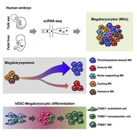 Decoding Human Megakaryocyte Development Cell Stem Cell