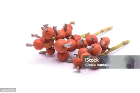 허브 식품 Amomum Krervanh 피에르 시암 카 다 몬 최고의 카 다 몬 클러스터 카 다 몬 장뇌 씨 흰색 바탕에