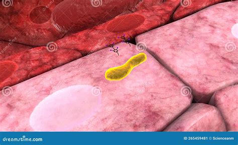 Thyroxine Hormone Is Produced In The Thyroid Gland From Tyrosine And