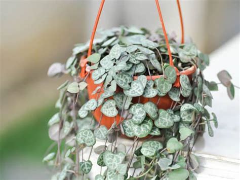 18 String Plants To Grace Every Space