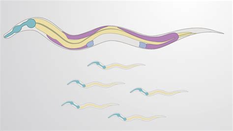 Video Single Worm Pcr A Method To Extract And Amplify Genomic Dna