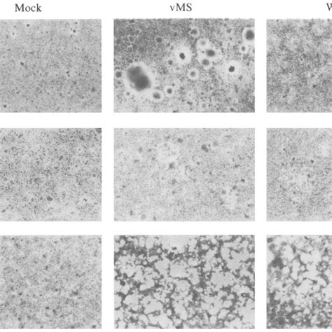 Cytopathic Effect In L 2 Lm K And Vero Cells Either Mock Infected Or