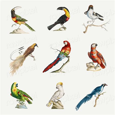 Vintage Colorful Exotic Birds Vector Premium Vector Rawpixel