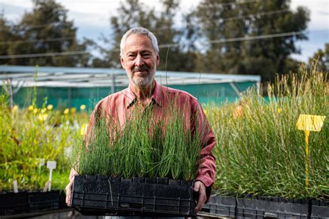 Tree Scheme Makes Dreams Come True