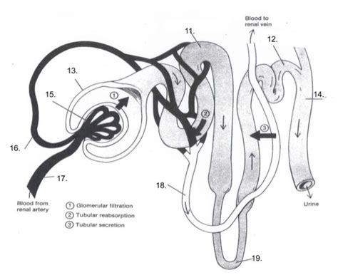 Renal Tubule Diagram Diagram Quizlet