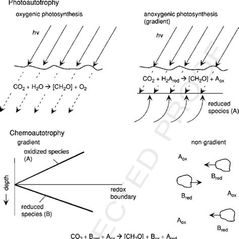 11 The 3 Hydroxypropionate Cycle As Suggested By Holo 1989 For