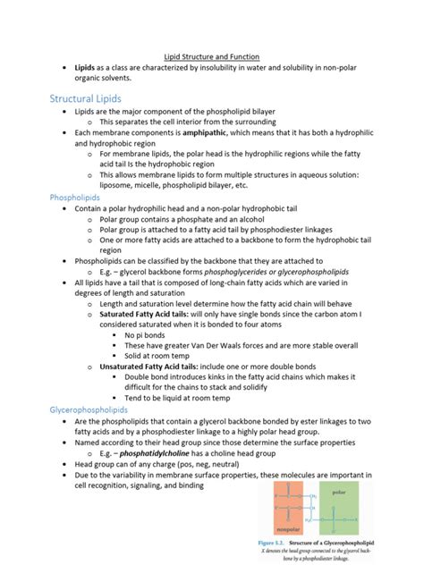 Biochemistry Ch 4 1 Lipid Structure And Function Pdf Lipid Fatty