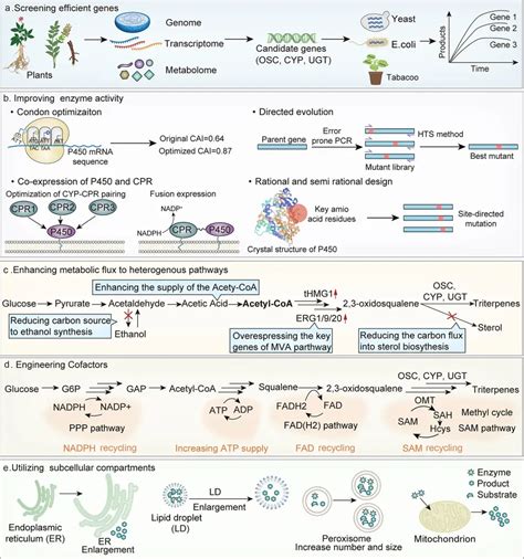 欣贝莱生物 J Agric Food Chem ：本草多组学辅助的基因发现和三萜类化合物微生物生产 知乎