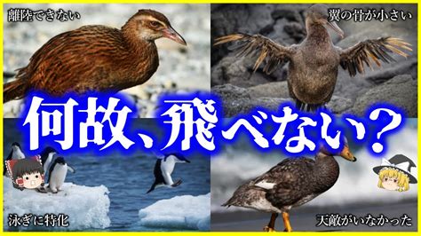 【ゆっくり解説】空を飛べない鳥はどのように進化してきたか？世界の「飛べない鳥」10選を解説 Youtube