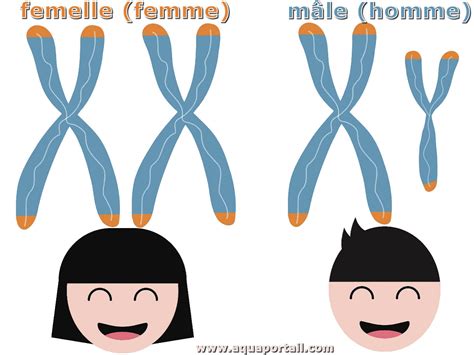Chromosome Sexuel Définition Et Explications