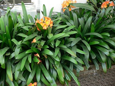 Principales cuidados de la clivia Guía Completa 2023