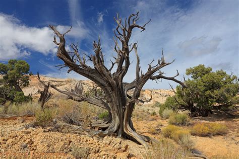 Dead Juniper Tree Photo Wp35482