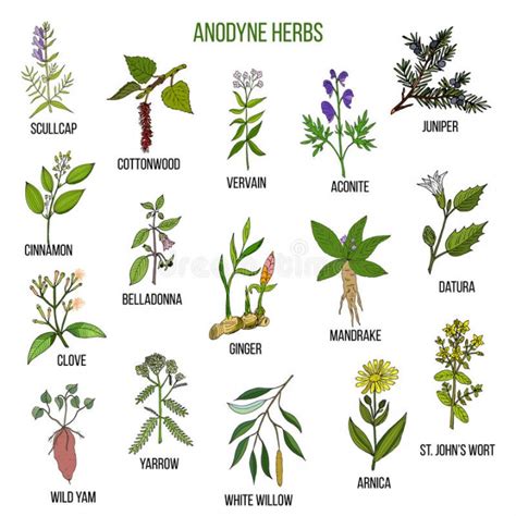 Plantas Medicinales Y Sus Nombres 9999 The Best Porn Website