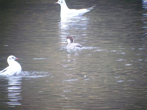 We Bird North Wales Gentlemen Prefer Blondes Not Me I Like Redheads