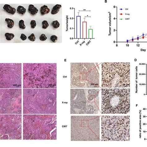 Cirt Enhanced Cgas Sting Pathway Activation A Fluorescent Staining Of Download Scientific