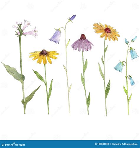 Sistema De Flores Del Dibujo De La Acuarela Stock de ilustración