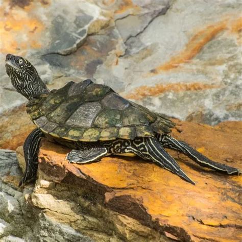 34 Different Types Of Turtles In Alabama