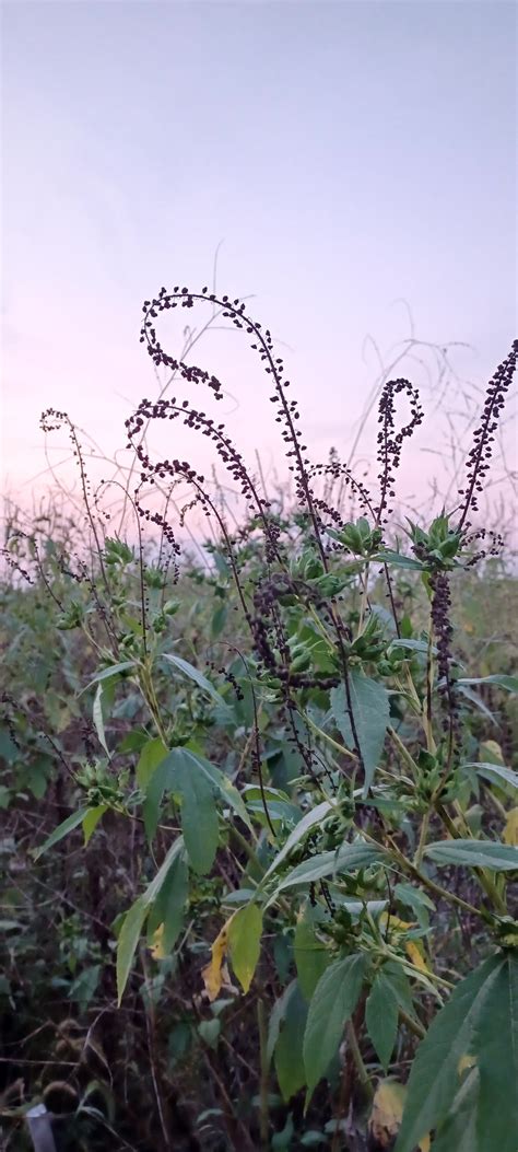 Southern Michigan Counties Largely Free From Dry Spell