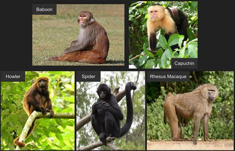Exploring Monkey Stereotypes Perceptions And Traits Across Monkey