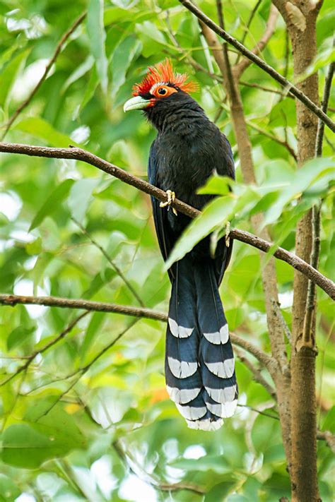 Endemic Birds Of The Philippines Alain Pascua