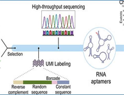 A New Platform For Single Cell Imaging And Sequencing Rna Seq Blog