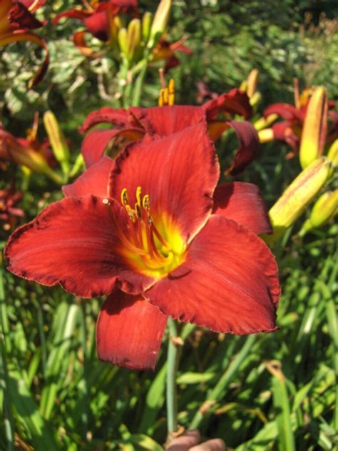 Ruby Stella Heemskerk Perennials