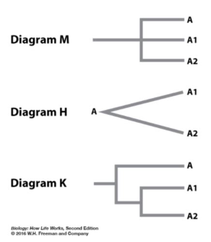 Midterm II Flashcards Quizlet