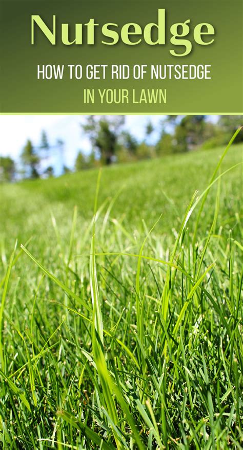 How To Get Rid Of Nutsedge Artofit