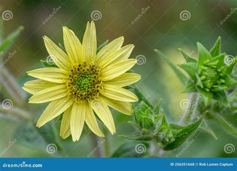 Mohrs Rosinweed Silphium Mohrii Pale Yellow Flower And Buds Stock