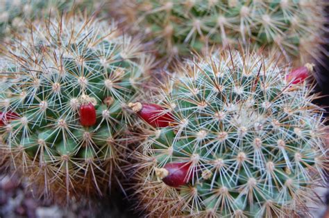 Mammillaria discolor