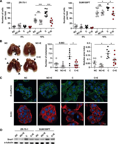 The Metabolic Crosstalk Between Adipocytes And Breast Cancer Cells