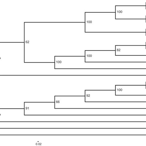Bayesian Inference Bi Phylogenetic Tree Based On 21 Complete Download Scientific Diagram