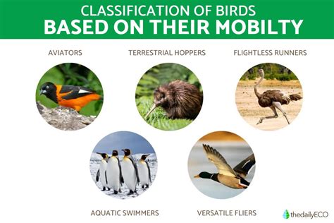 Bird Classification Orders Habitats Social Behavior Physical Characteristics