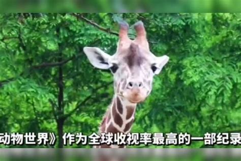 为什么给快要饿死的北极熊喂食，是犯法行为？带你了解北极熊行为