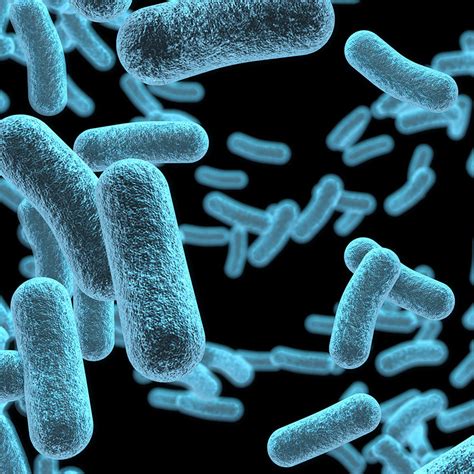 Antimicrobial Resistance Phd Institute For Molecular Bioscience