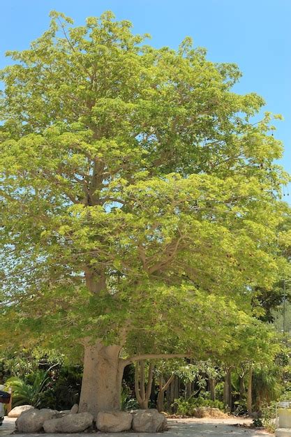 Premium Photo Baobab Tree