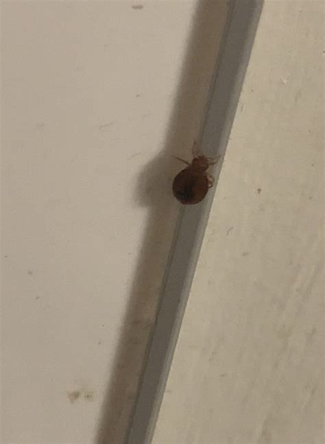 How To Sleep On Bed With Bugs Rbedbugs