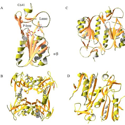 A Monomeric Structure Of Truncated Human Tk1 With Dttp In The Active Download Scientific