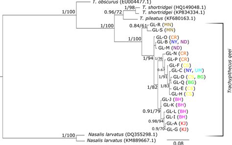 Bayesian Inference Tree Of Hypervariable Region I Bayesian Inference Download Scientific