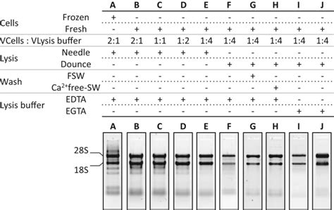 Analysis Of Translation Using Polysome Profiling Abstract Europe Pmc