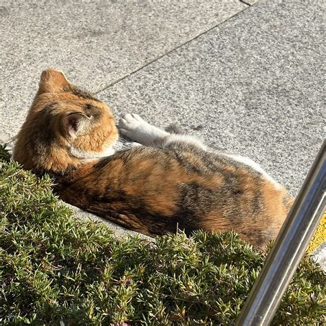 연세대학교 대학원 제약산업학협동과정 학위 논문 본심사 준비