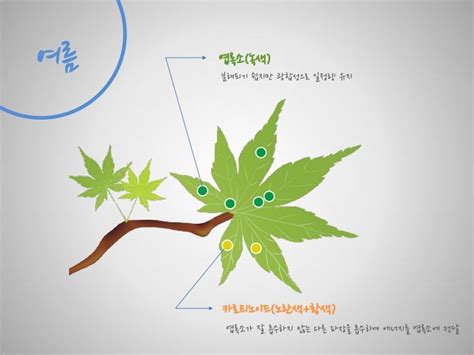 단풍 및 낙엽의 원리