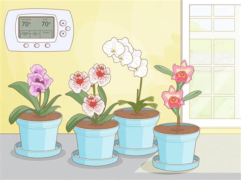 How To Grow Orchids 13 Steps With Pictures WikiHow