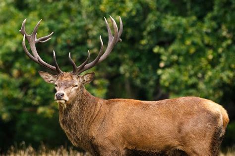 Deer Years To Human Years Deer Age Calculator Yihy