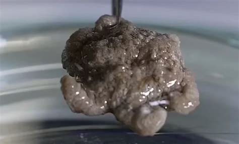 Wrinkled Tentacled Cauliflower On The Ocean Floor Has Biologists Baffled