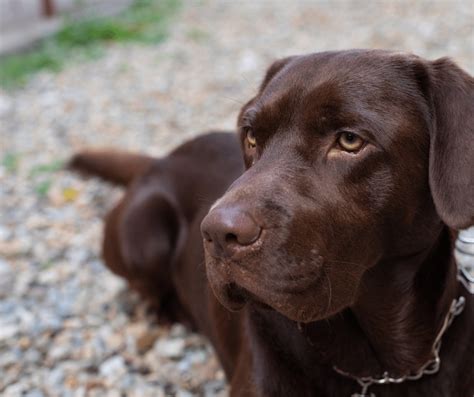 How To Help Your Pet Cope With Separation Anxiety