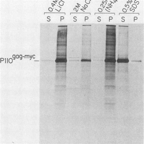 Effects Of Dnase I And Rnase A Treatment On Retention Download