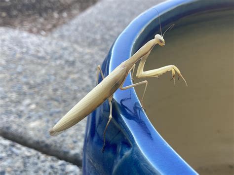 White Mantis Freshly Molted R Mildlyinteresting