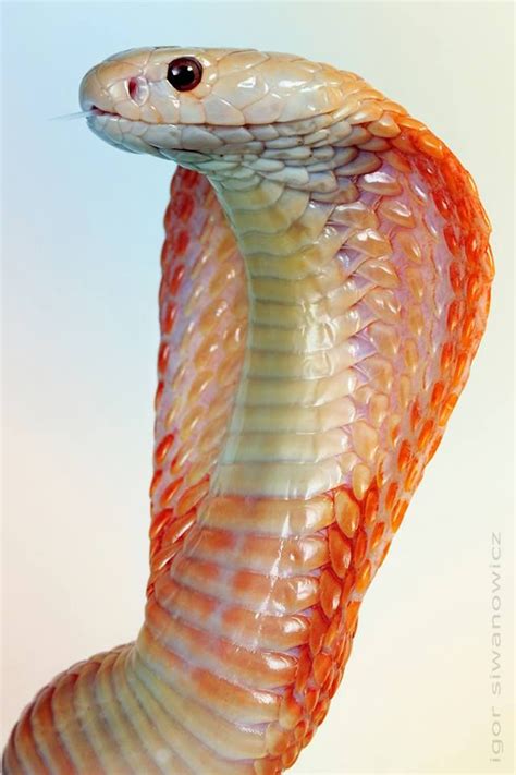 Cobra by Igor Siwanowicz | Pet snake, Beautiful snakes, Snake